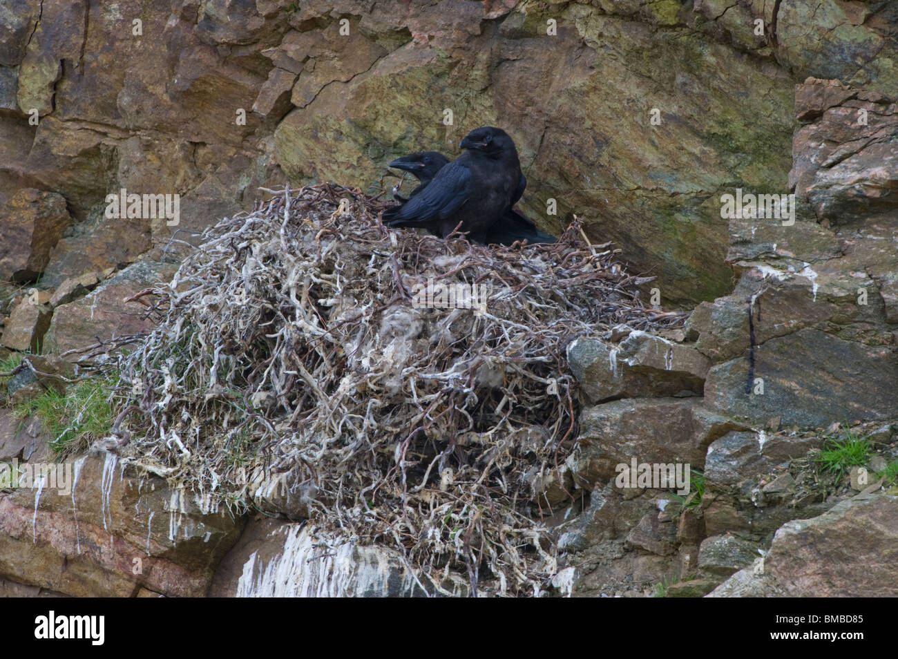Raven nest hi-res stock photography and images - Alamy