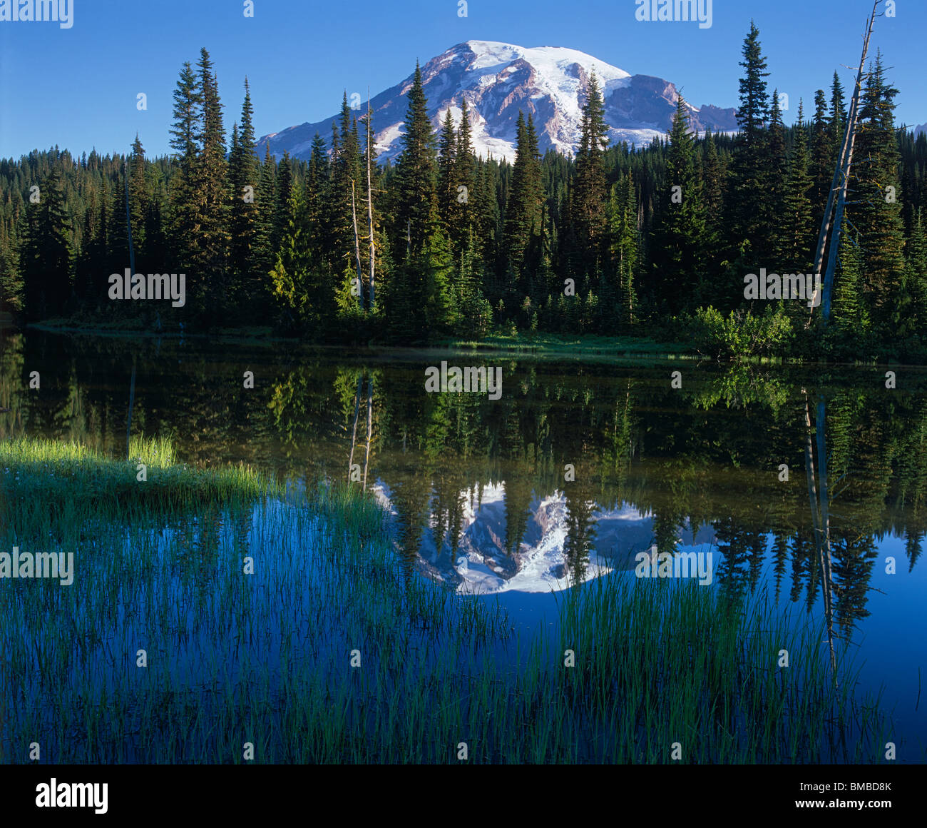 Mt. Rainier National Park, WA Morning light on Mt. Rainier with ...