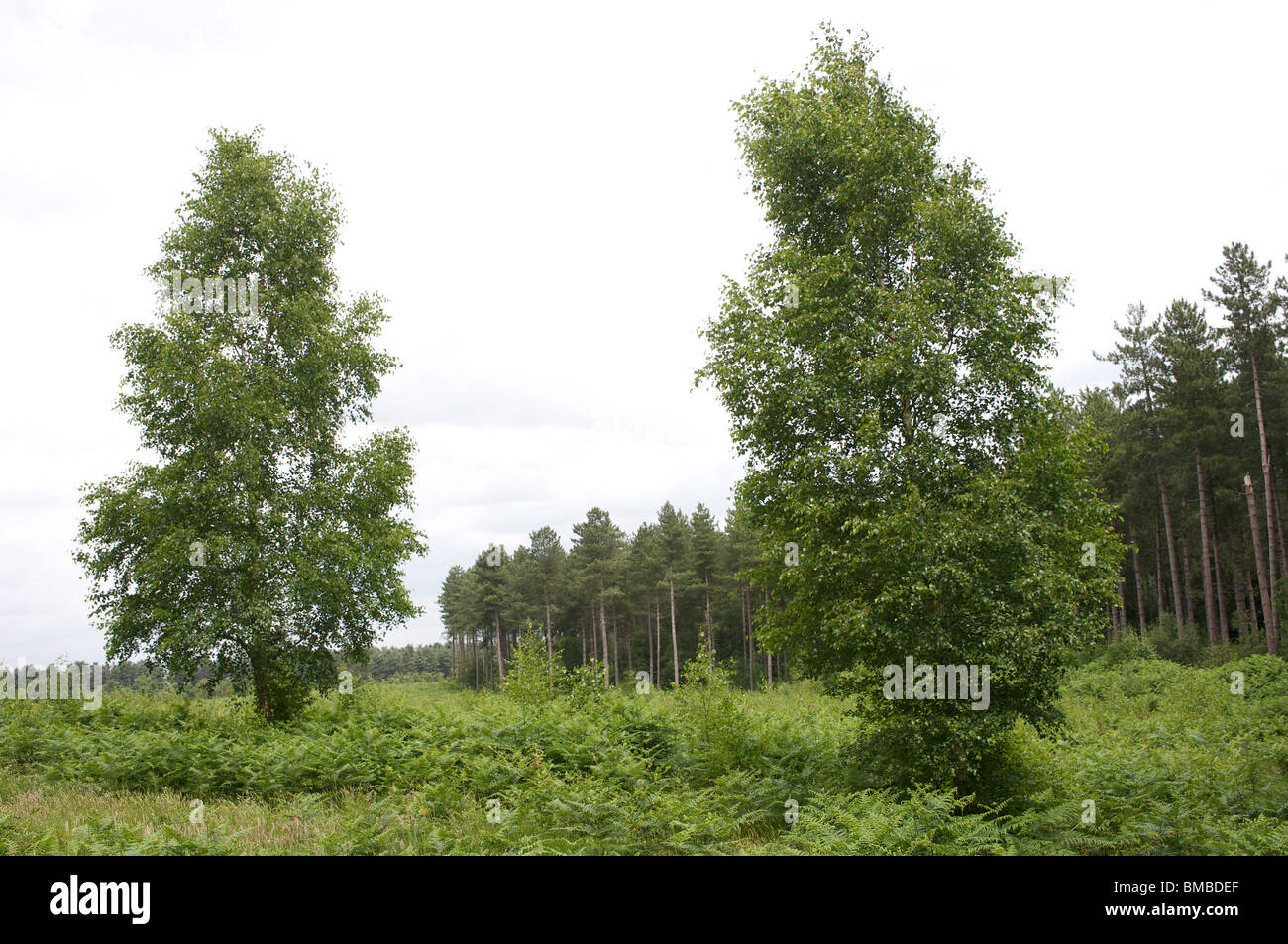 West Bilney wood, Norfolk, England Stock Photo - Alamy