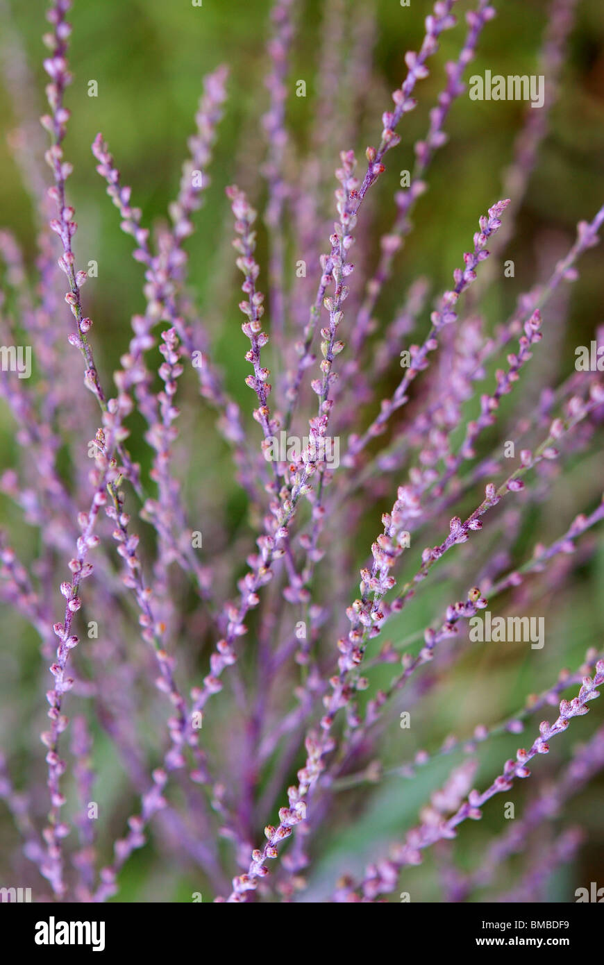 Purple flowers in a wild flower field Stock Photo - Alamy