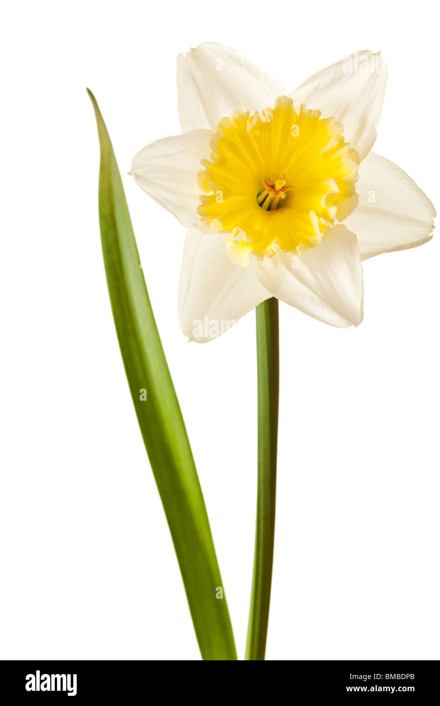 Isolated daffodil flowers hi-res stock photography and images - Alamy