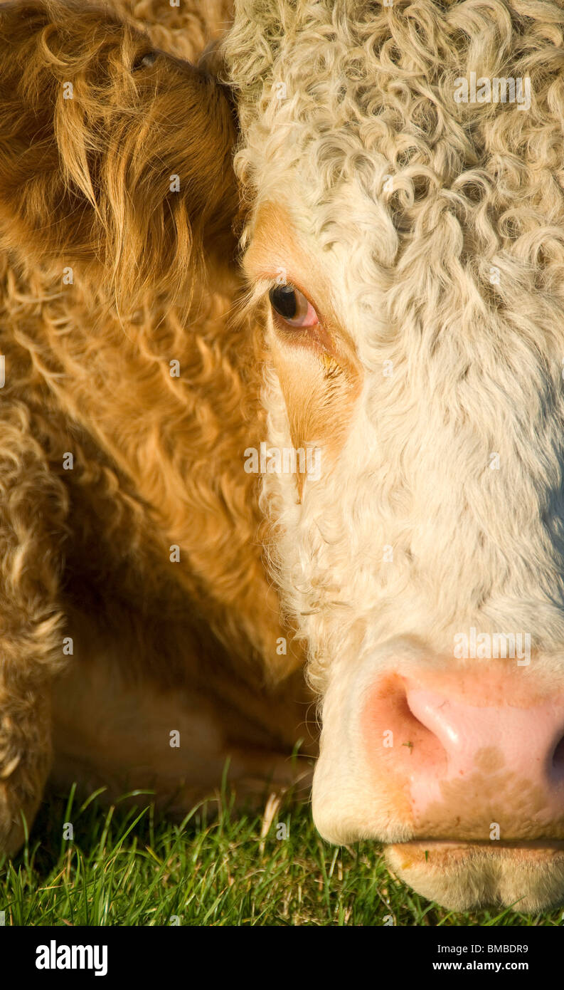 Close up cow face hi-res stock photography and images - Alamy