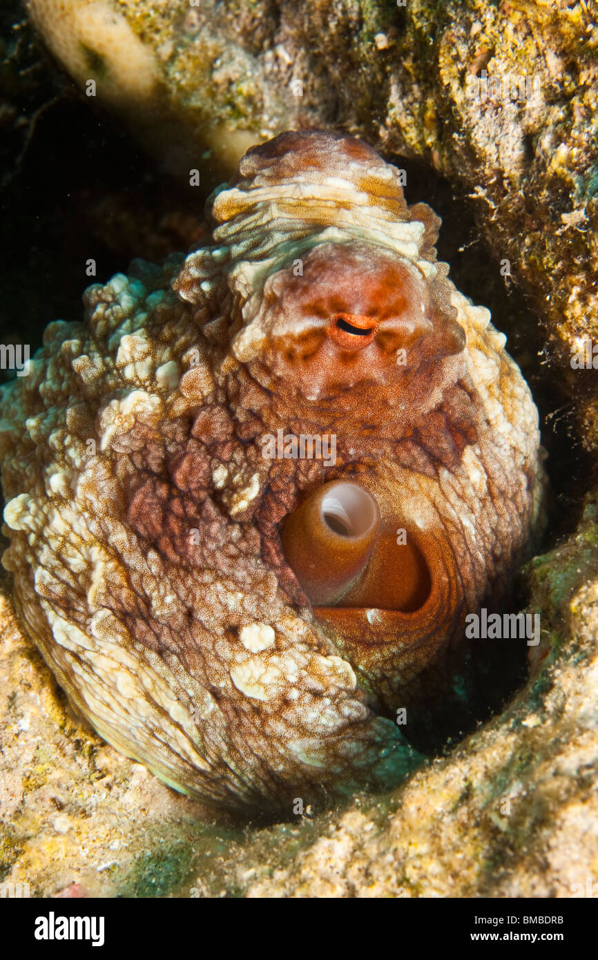 Octopus hiding hi-res stock photography and images - Alamy