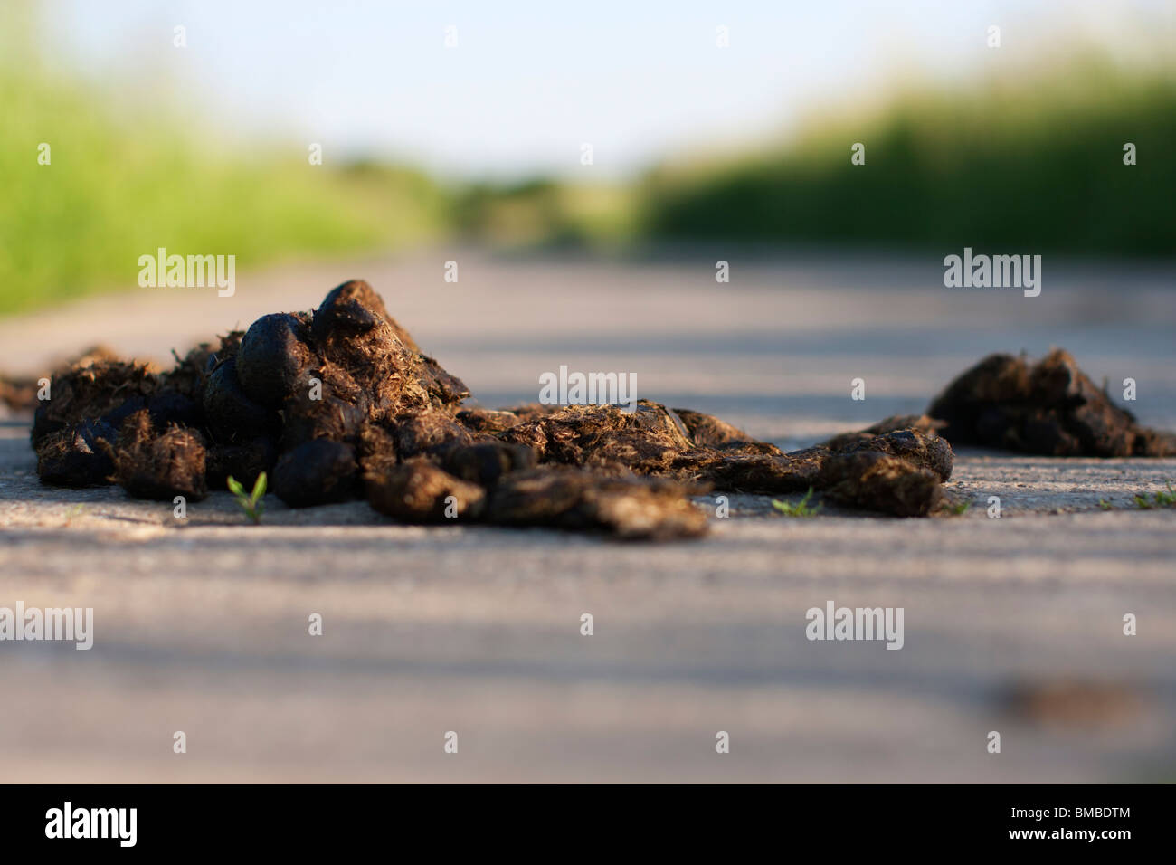 Horse muck hi-res stock photography and images - Alamy