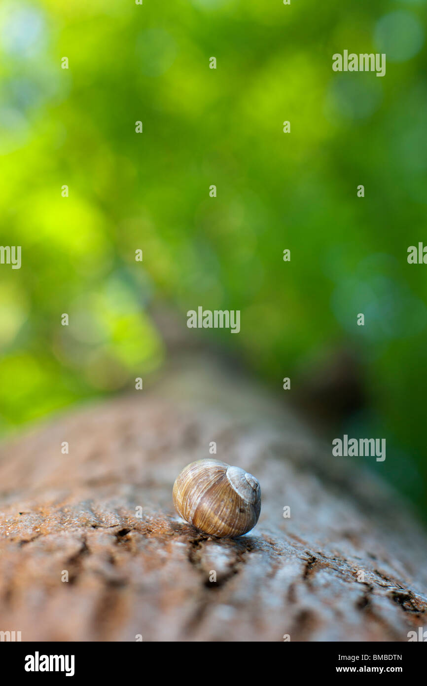 Tree snail hi-res stock photography and images - Alamy
