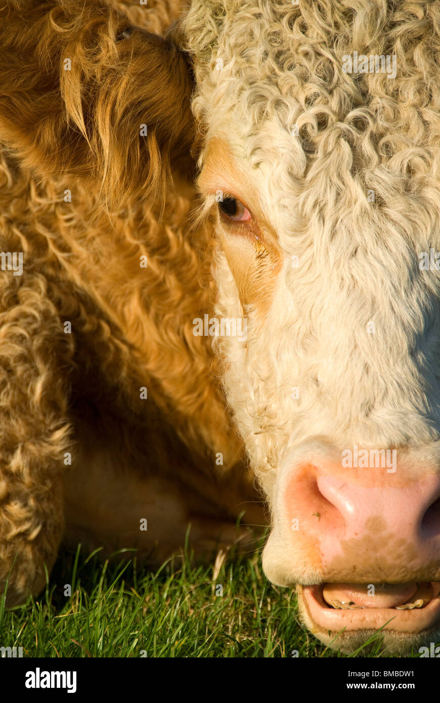 Cow close up hi-res stock photography and images - Alamy