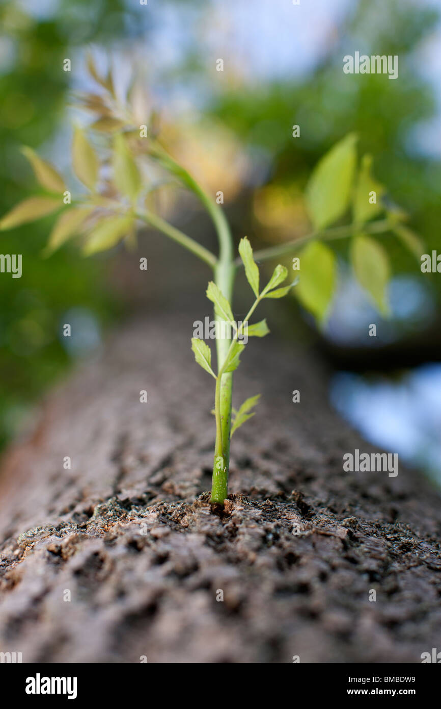 Young branch growing out of a tree trunk Stock Photo - Alamy