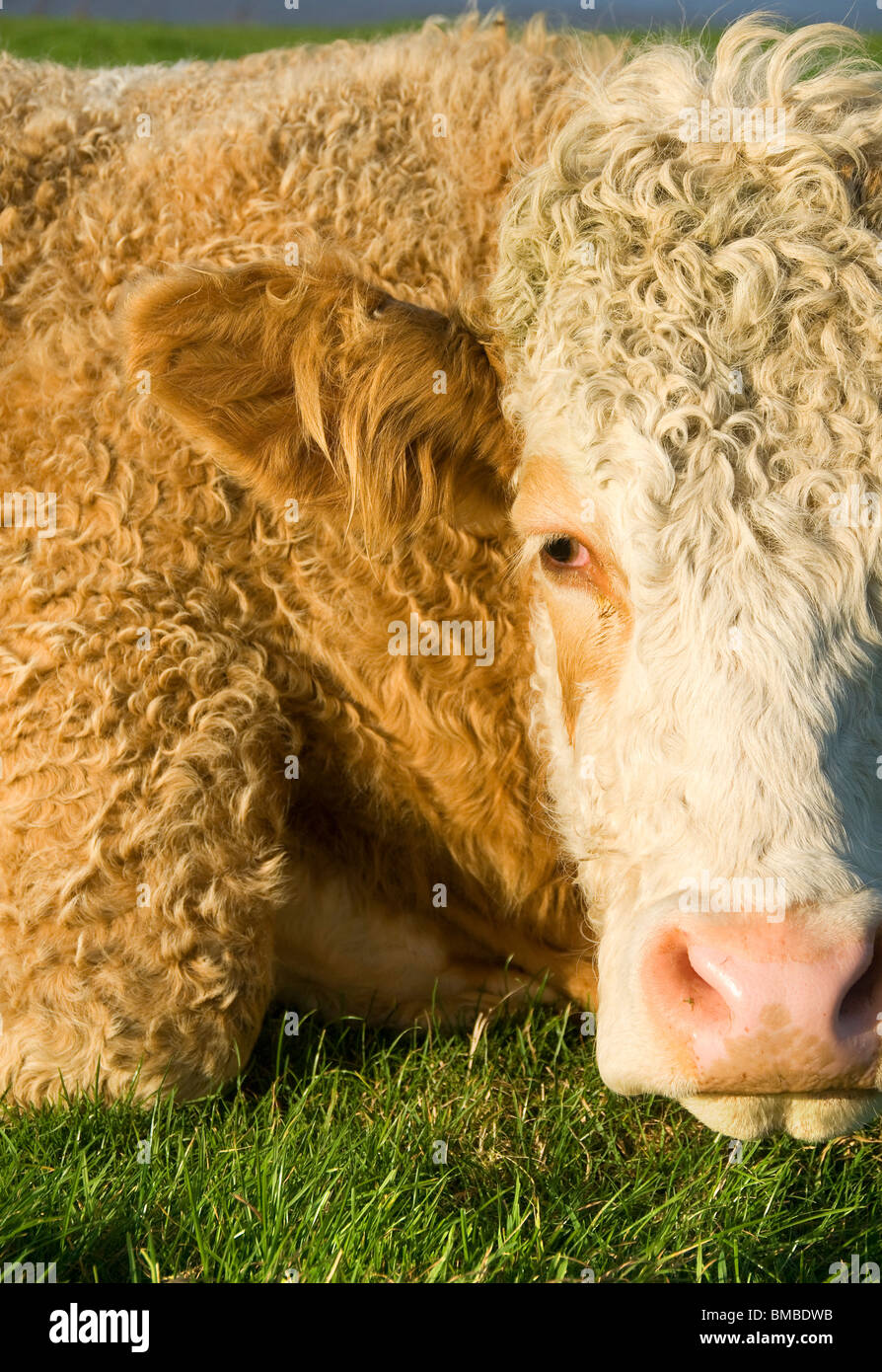 Cow, Close-up, England, UK Stock Photo - Alamy
