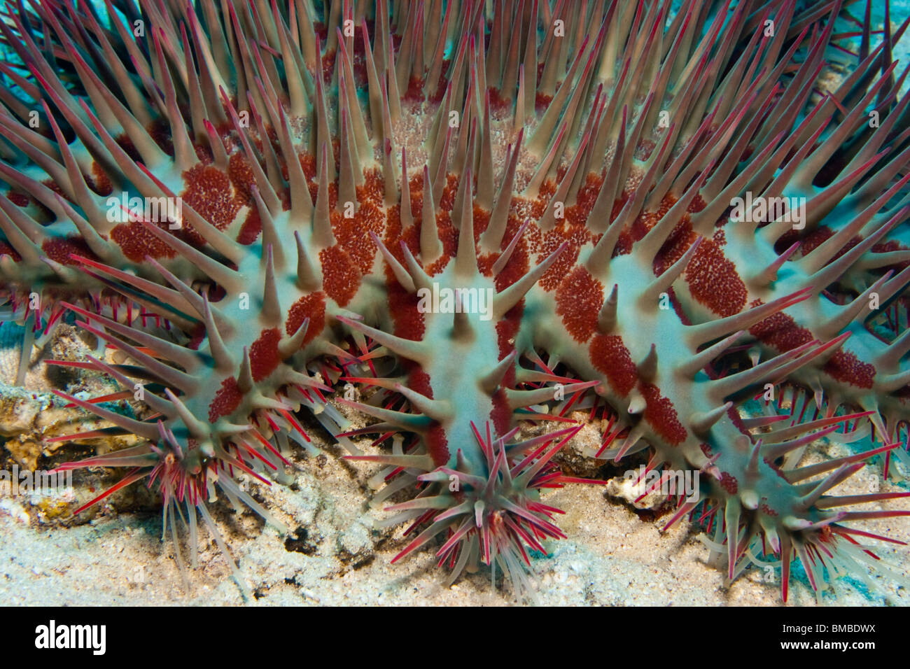 Acanthasteridae hi-res stock photography and images - Alamy