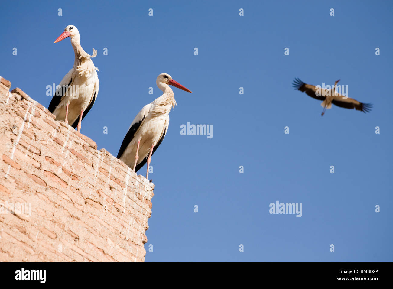 A pair of storks on El Badi Palace wall and stork in flight , Marrakesh ...