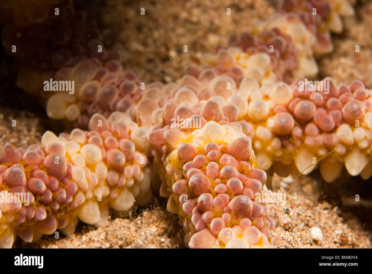 Echinasteridae hi-res stock photography and images - Alamy