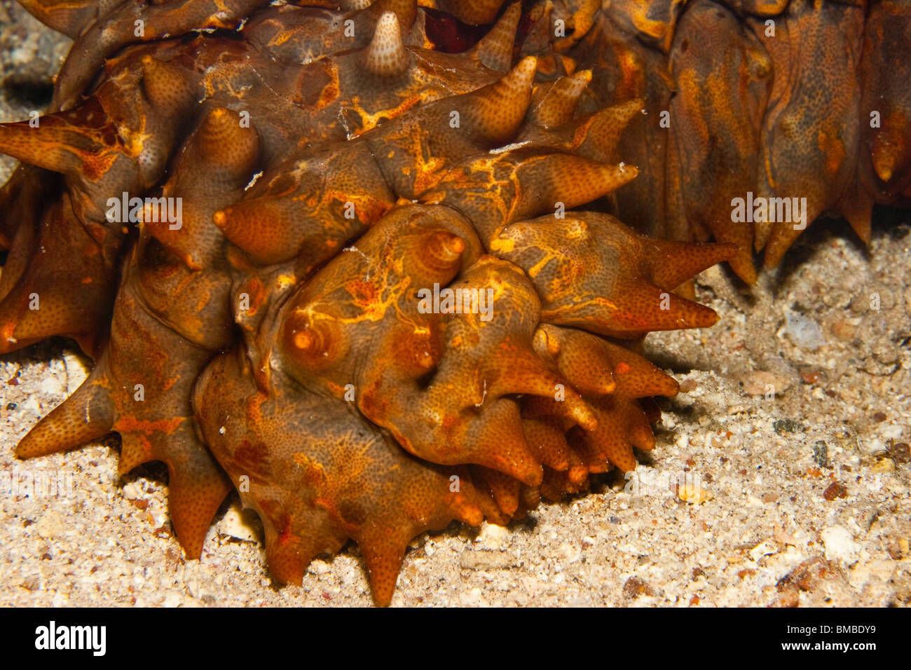 Stichopus hi-res stock photography and images - Alamy