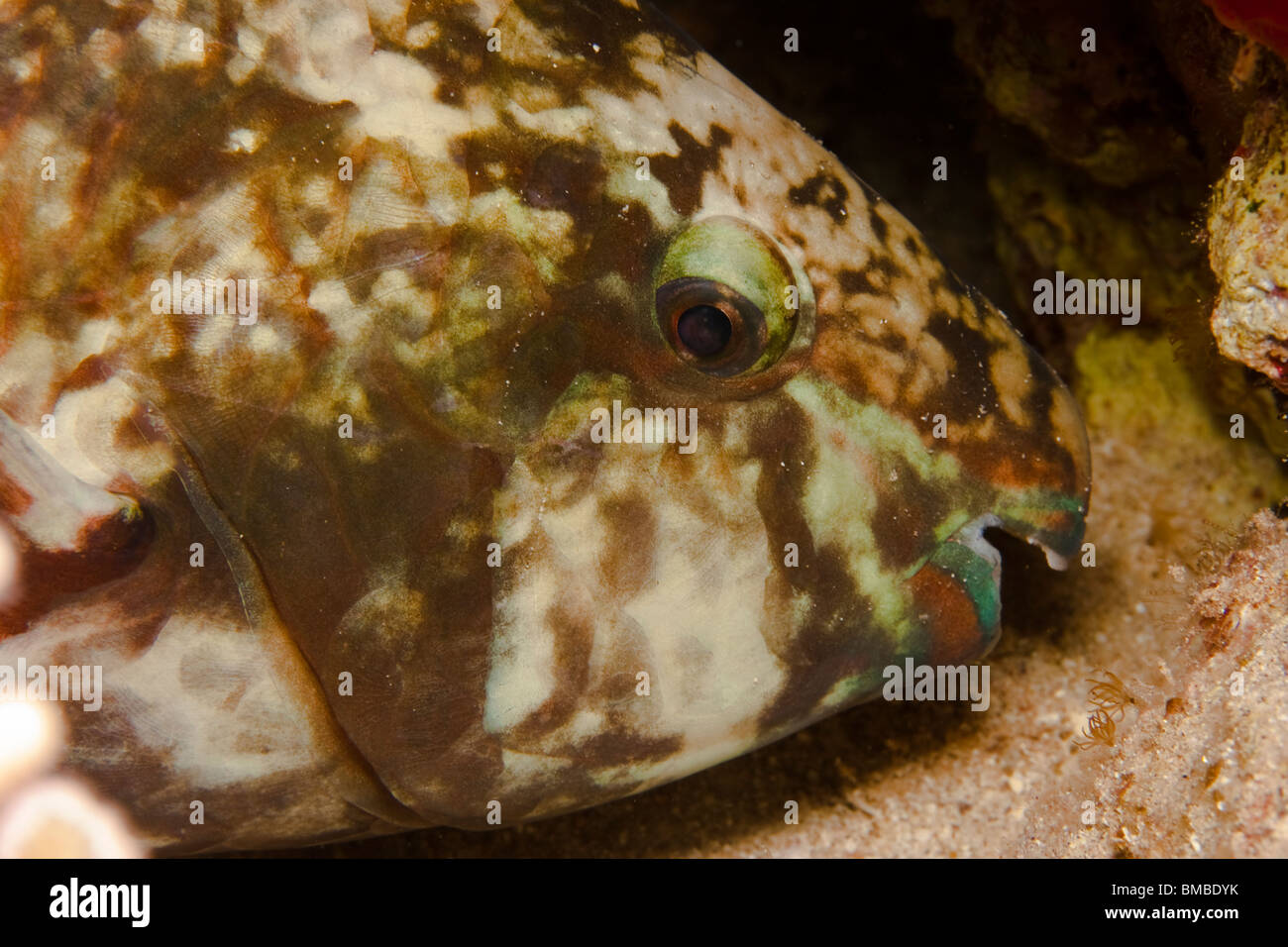 Fuscopurpureus hi-res stock photography and images - Alamy