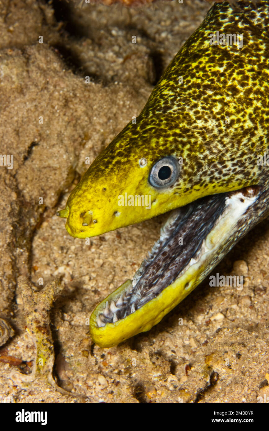 Yellowmargin moray eel hi-res stock photography and images - Alamy