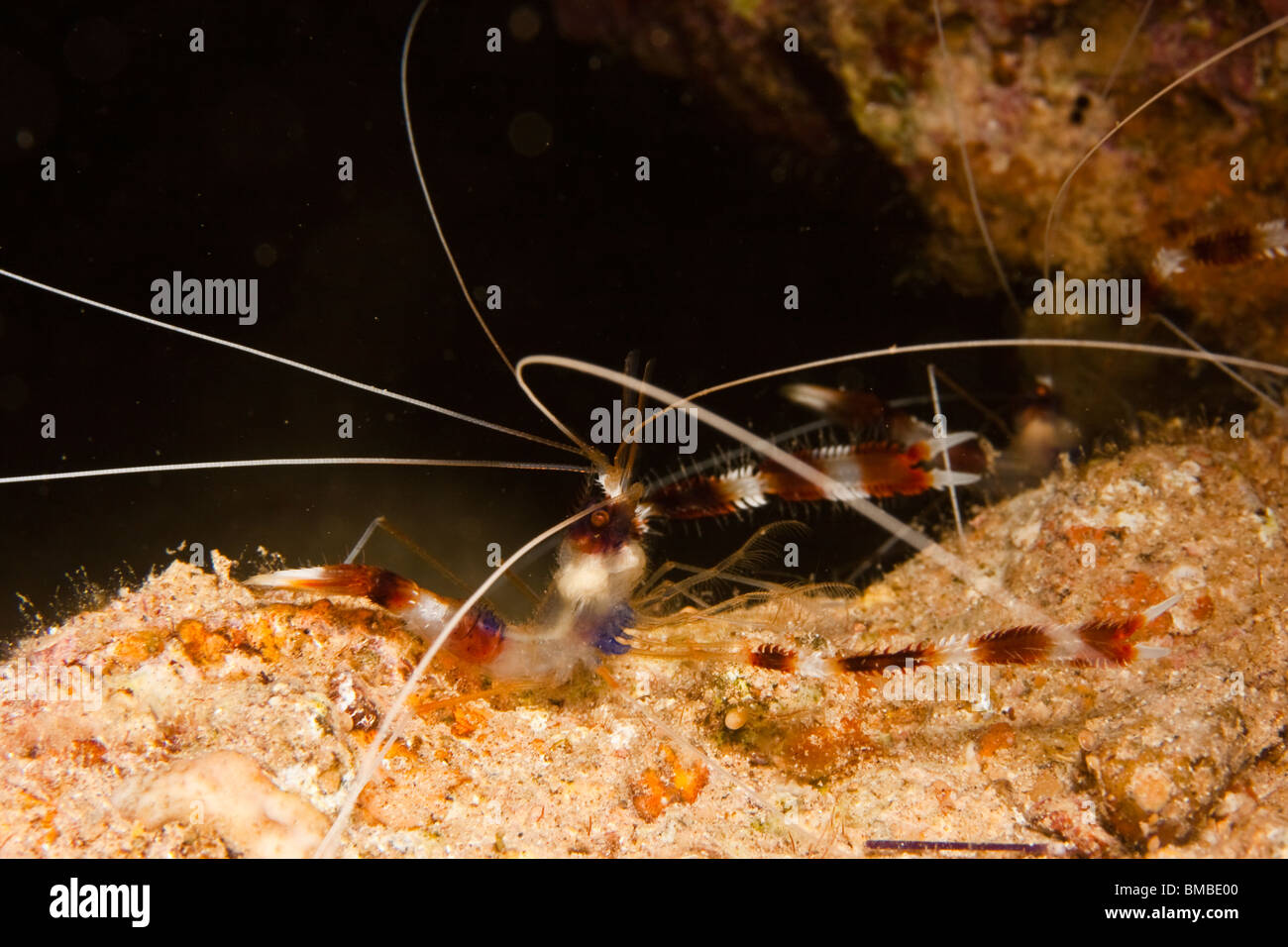 Cleaner shrimp (Lysmata amboinensis Stock Photo - Alamy