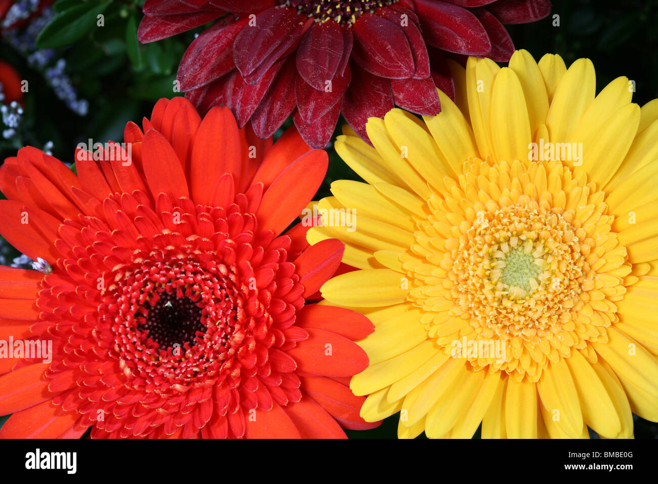 Gerbera daisy capitulum hi-res stock photography and images - Alamy