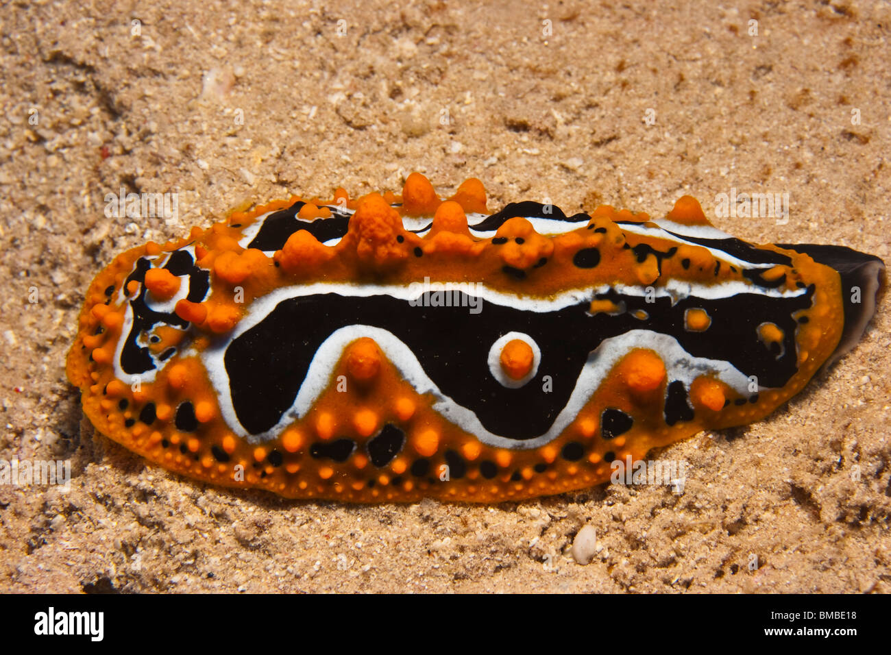 Sea slugs, dorid nudibranchs, shell-less marine gastropod (Phyllidia ...