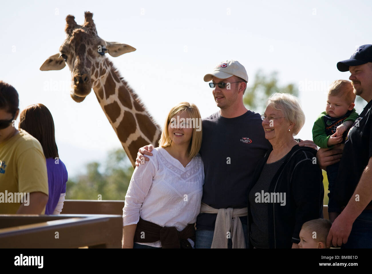 Giraffe, giraffa camelopardalis, interacting with visitors, zoo setting ...
