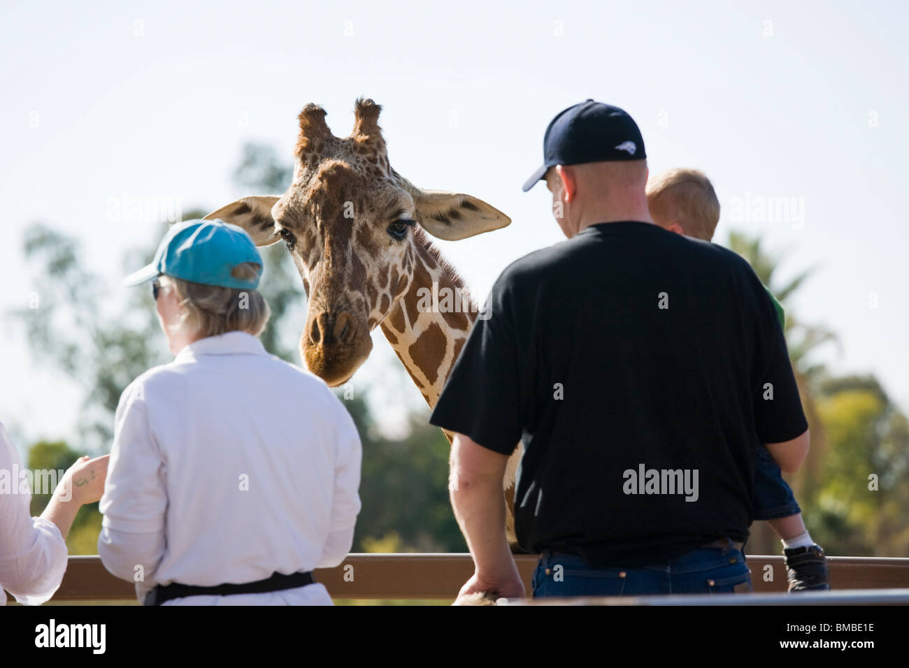 Giraffe, giraffa camelopardalis, interacting with visitors, zoo setting ...