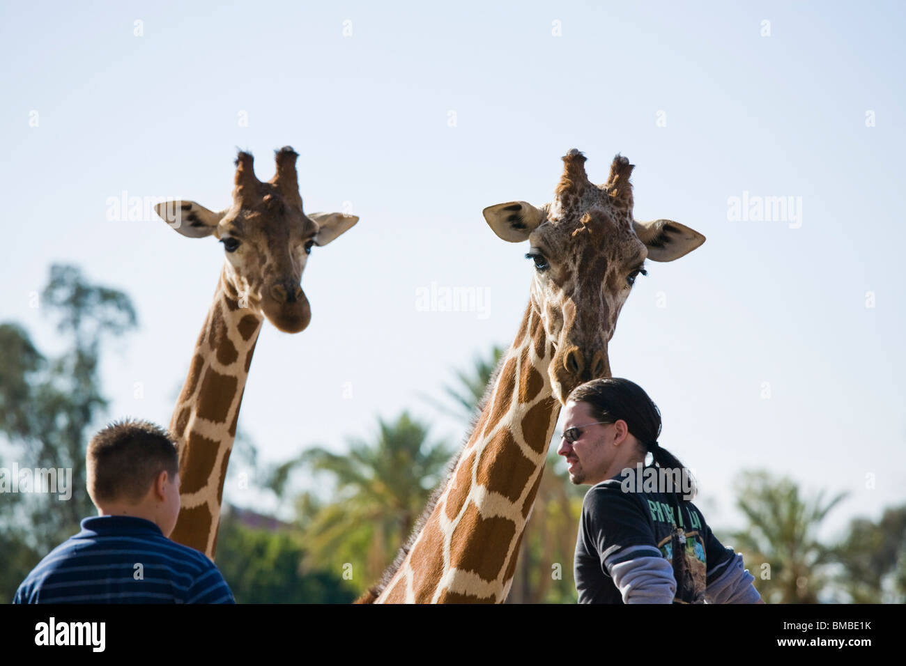 Giraffe, giraffa camelopardalis, interacting with visitors, zoo setting ...