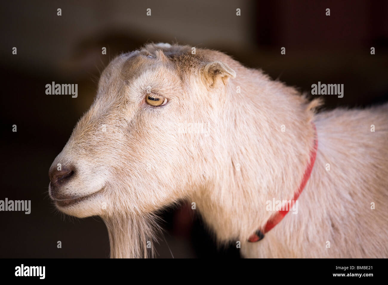 Domestic goat, capra aegagrus hircus Stock Photo - Alamy