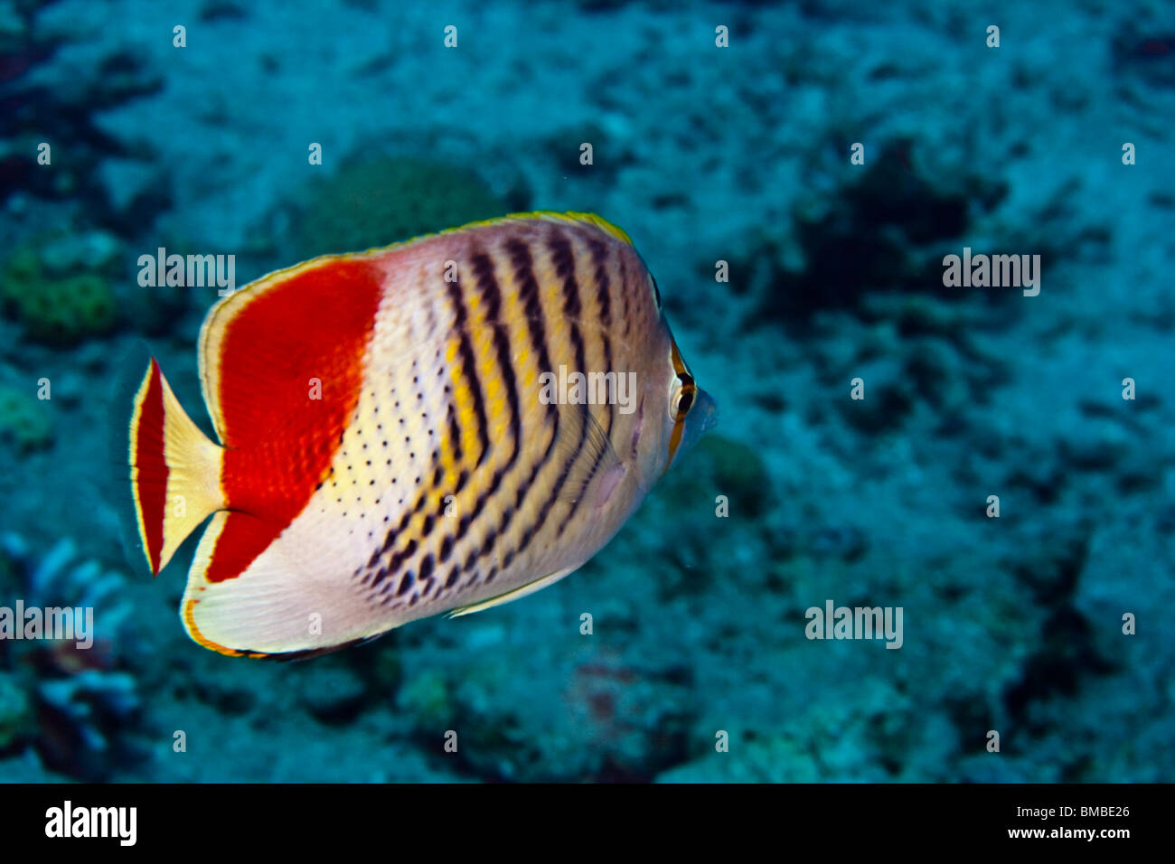 Erithrean Butterflyfish (Chaetodon paucifasciatus Stock Photo - Alamy