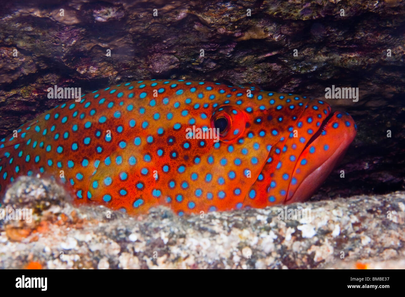 Coral trout hi-res stock photography and images - Alamy