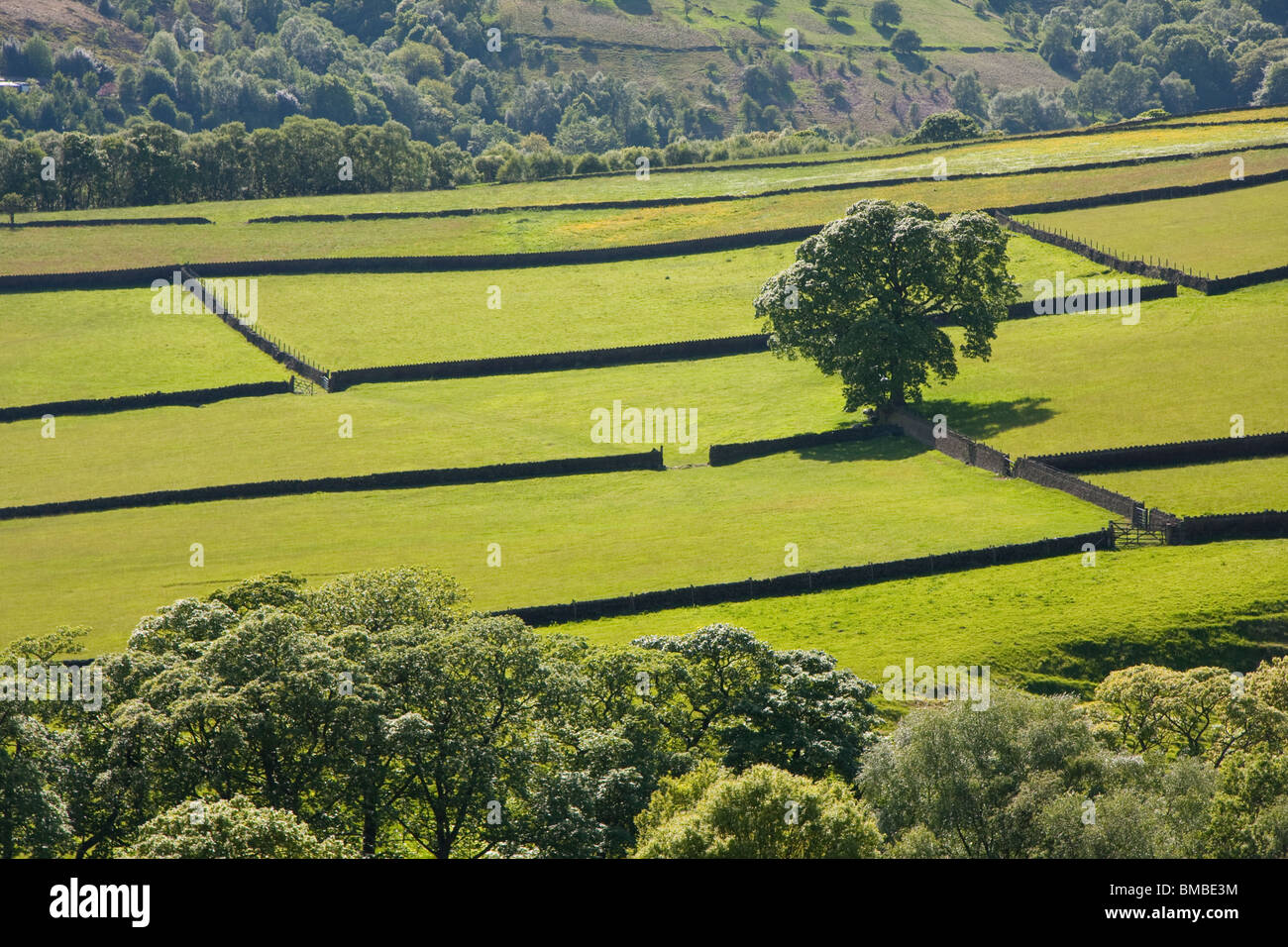 Tree, fields and dry stone walls in Luddenden valley, Calderdale Stock ...