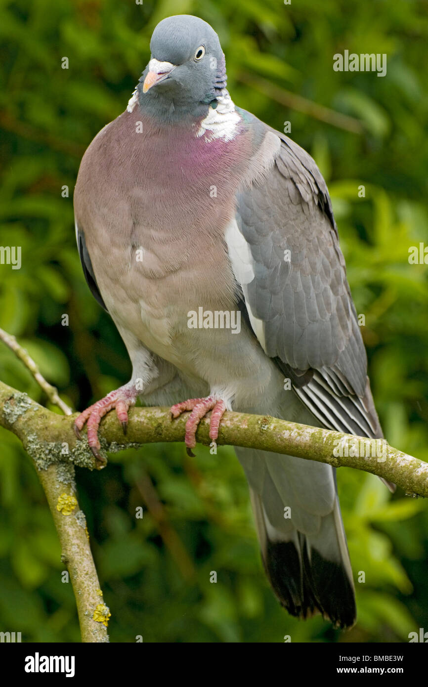 A wood pigeon perched on a tree branch Stock Photo - Alamy