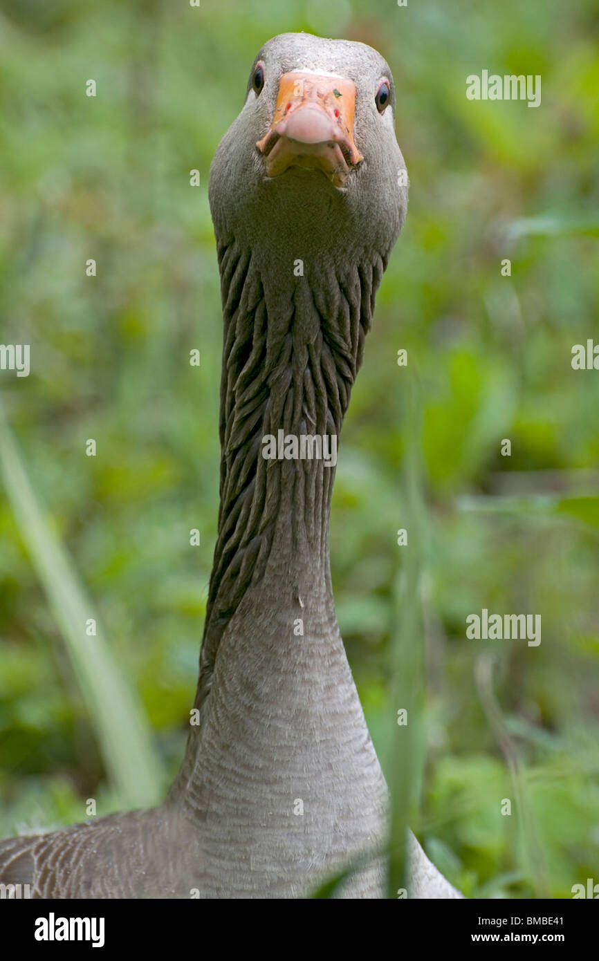 A greylag goose staring at the camera closely Stock Photo - Alamy