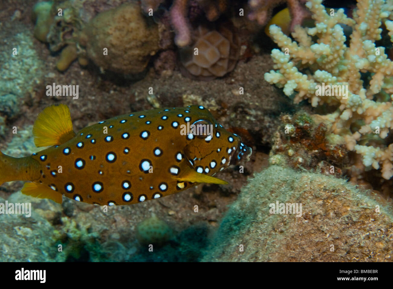 Yellow boxfish cube trunkfish ostracion hi-res stock photography and ...