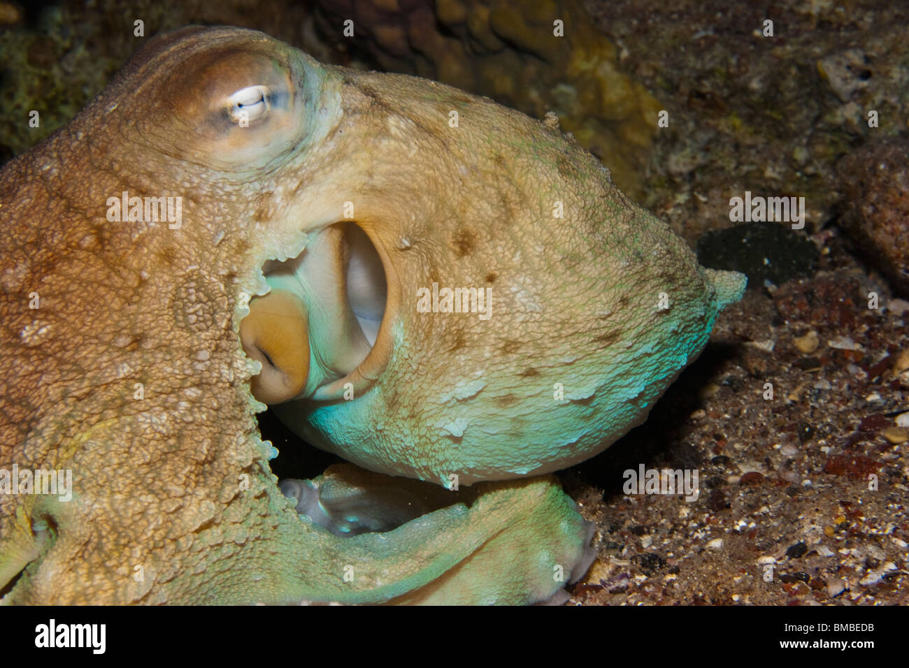 Night critters hi-res stock photography and images - Alamy