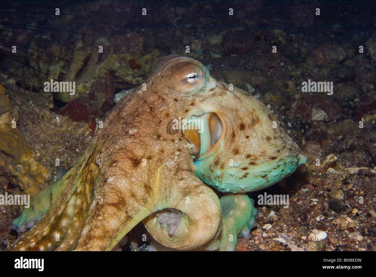 Night critters hi-res stock photography and images - Alamy