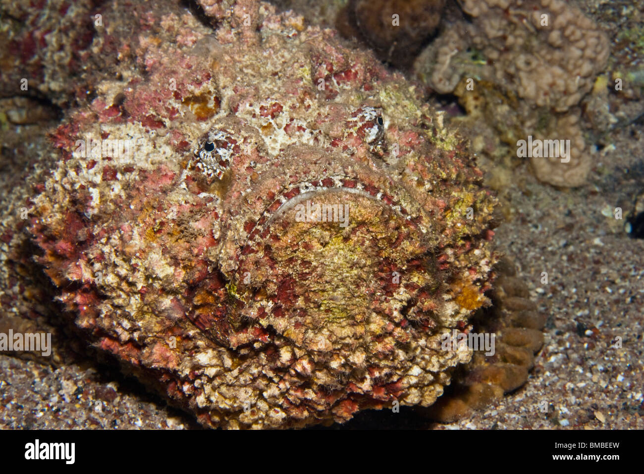 Stonefish (Synanceia verrucosa Stock Photo - Alamy