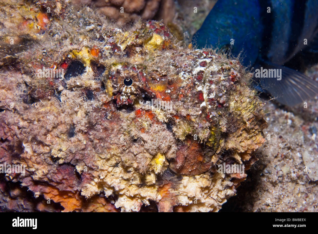 Dornorn hi-res stock photography and images - Alamy