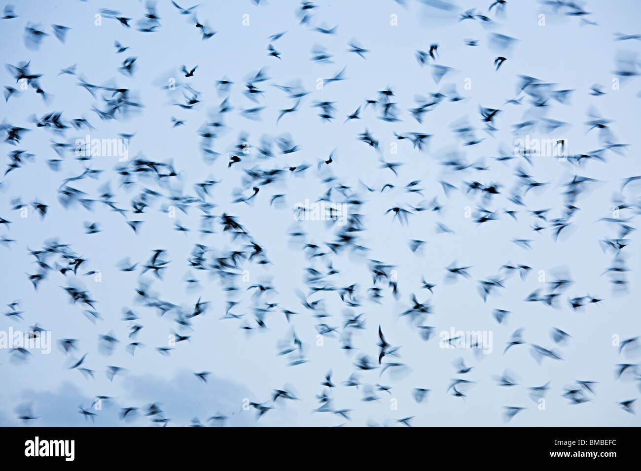 Mexican freetail bat hi-res stock photography and images - Alamy