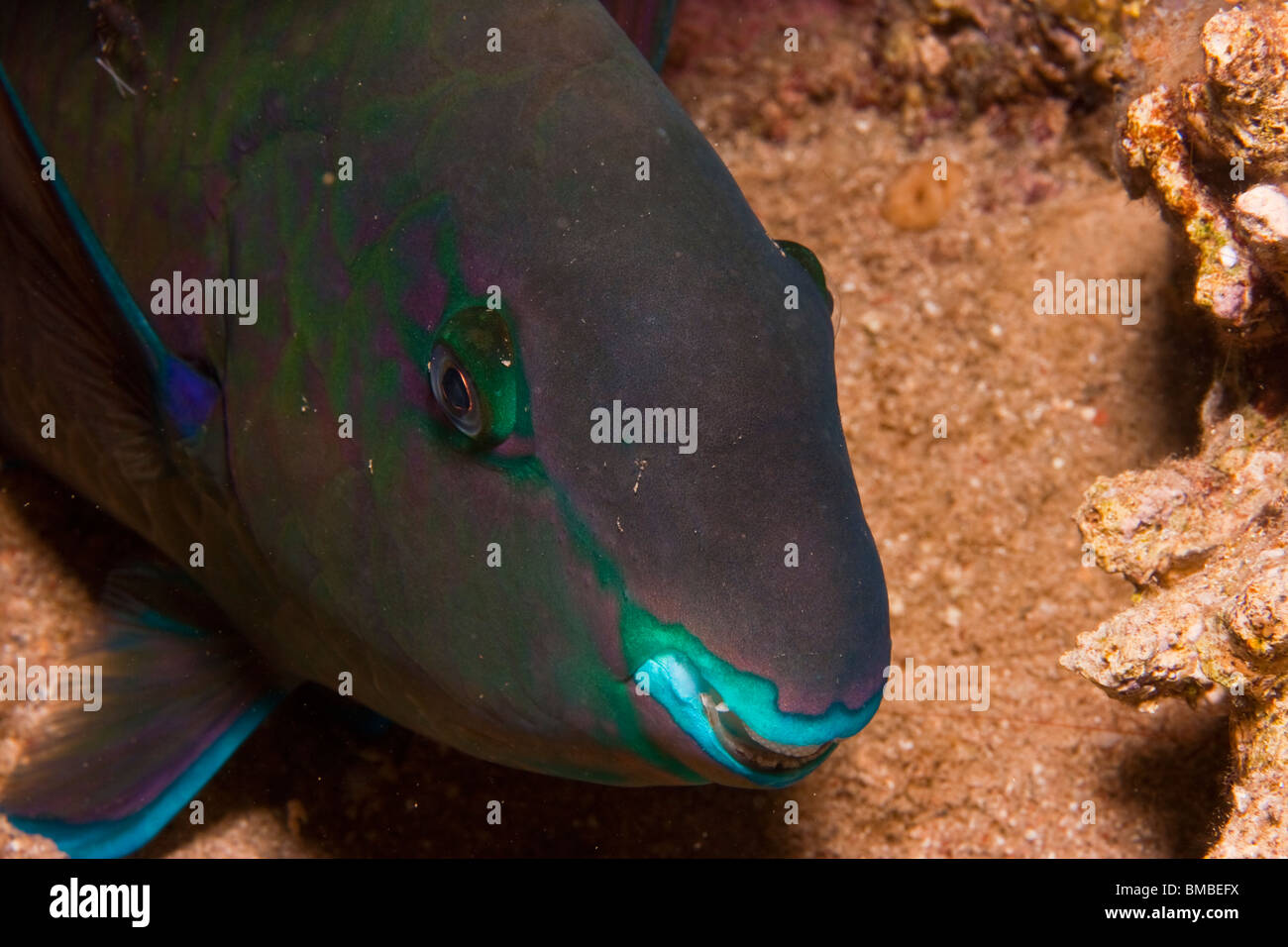 Deep rusty red hi-res stock photography and images - Alamy