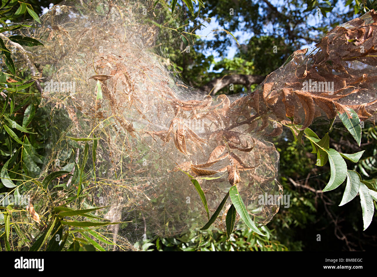 Fall webworm caterpillar Hyphantria cunea in Pecan tree Carya ...