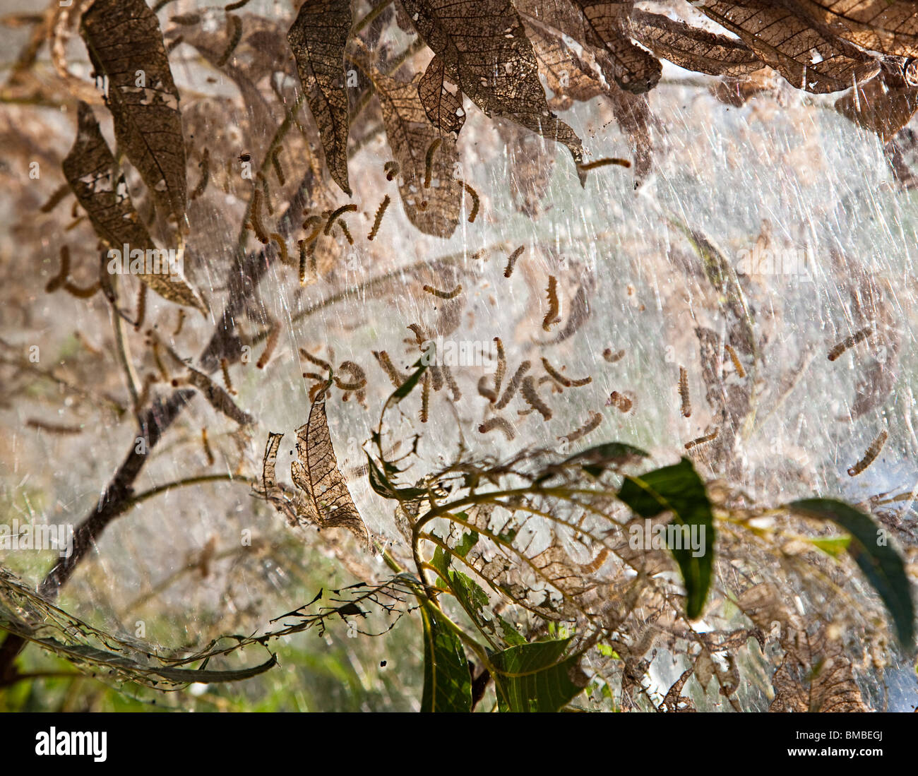 Fall webworm caterpillar Hyphantria cunea in Pecan tree Carya ...