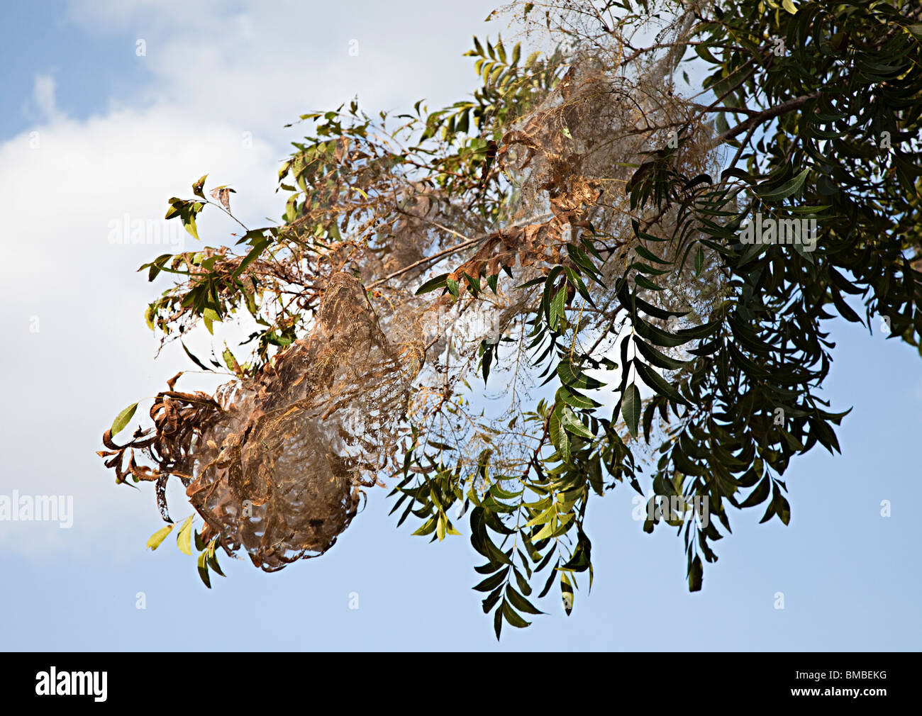 Webworm High Resolution Stock Photography and Images - Alamy