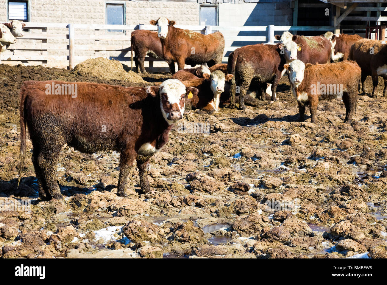 Farmhouse scene cattle hi-res stock photography and images - Alamy