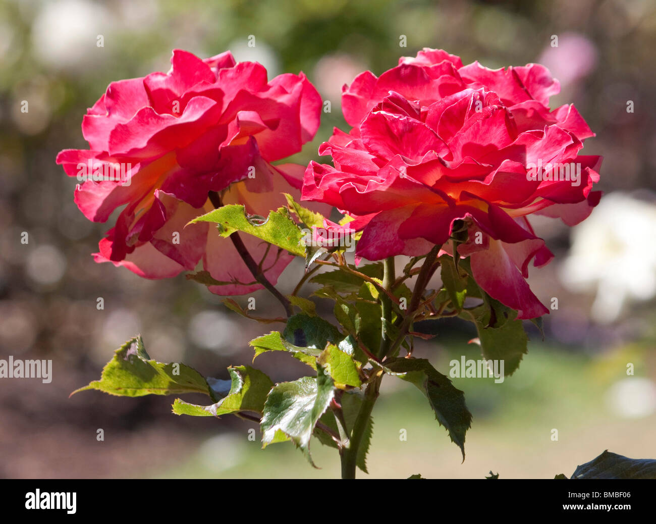 Twin leaf hi-res stock photography and images - Alamy