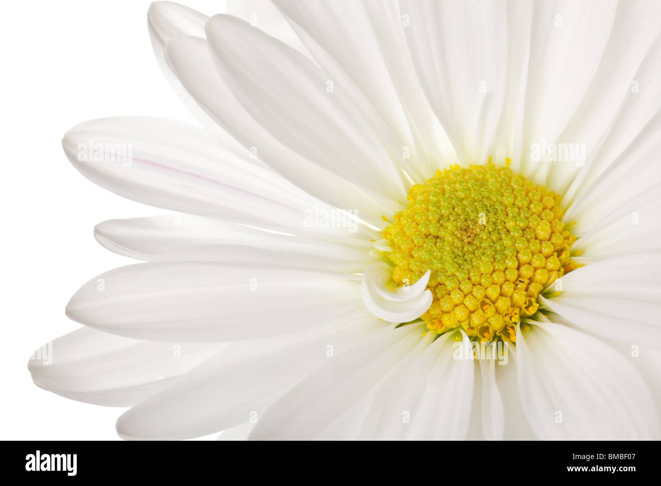 daisy isolated on a pure white background Stock Photo - Alamy