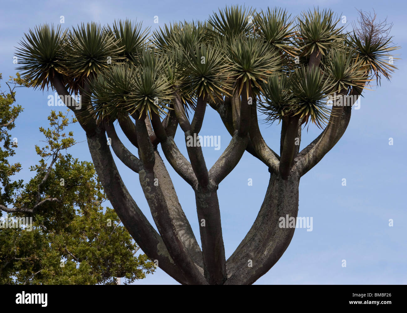 Cactus tree hi-res stock photography and images - Alamy
