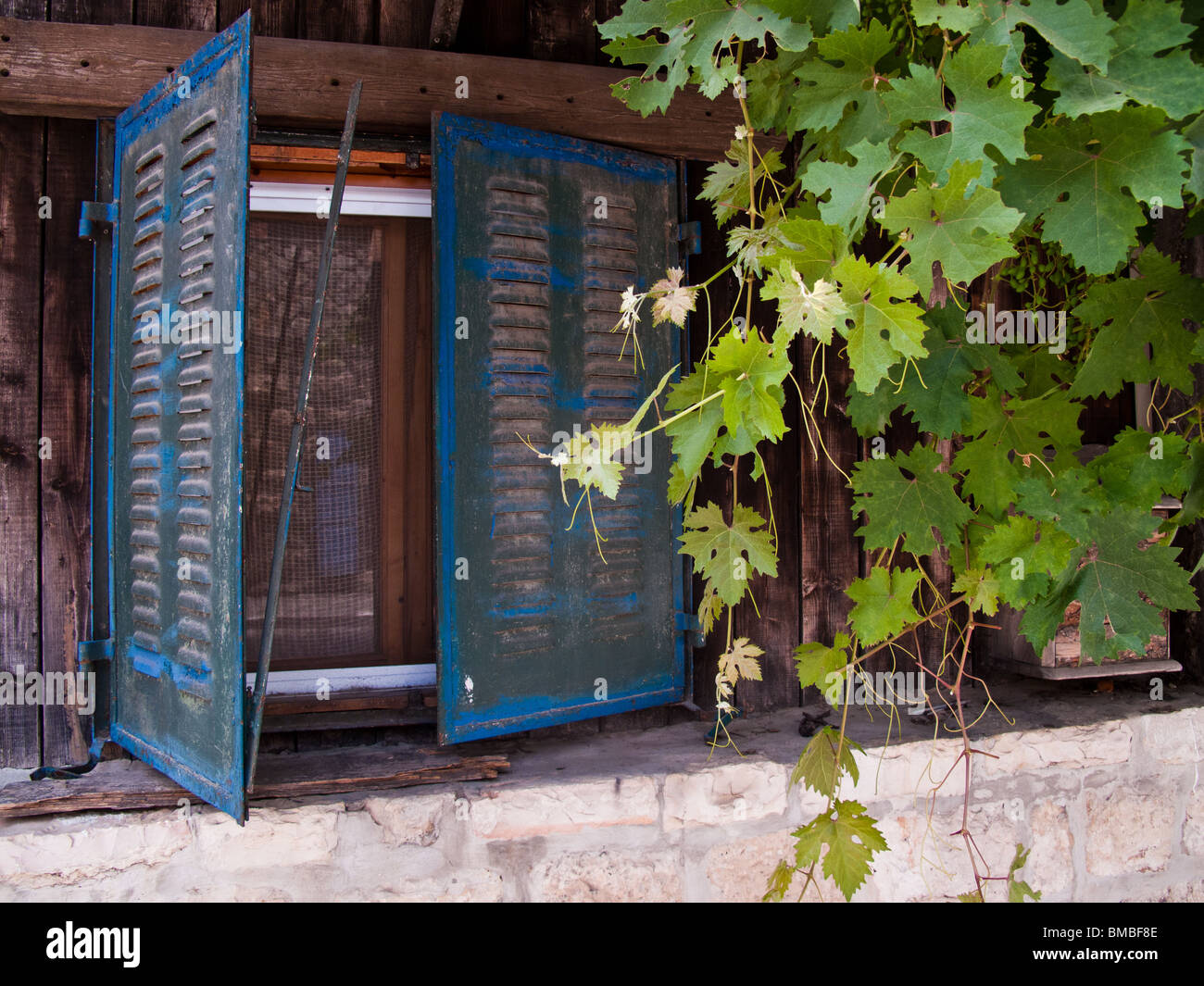Blue Shuttered WIndow and Grapevine Stock Photo - Alamy