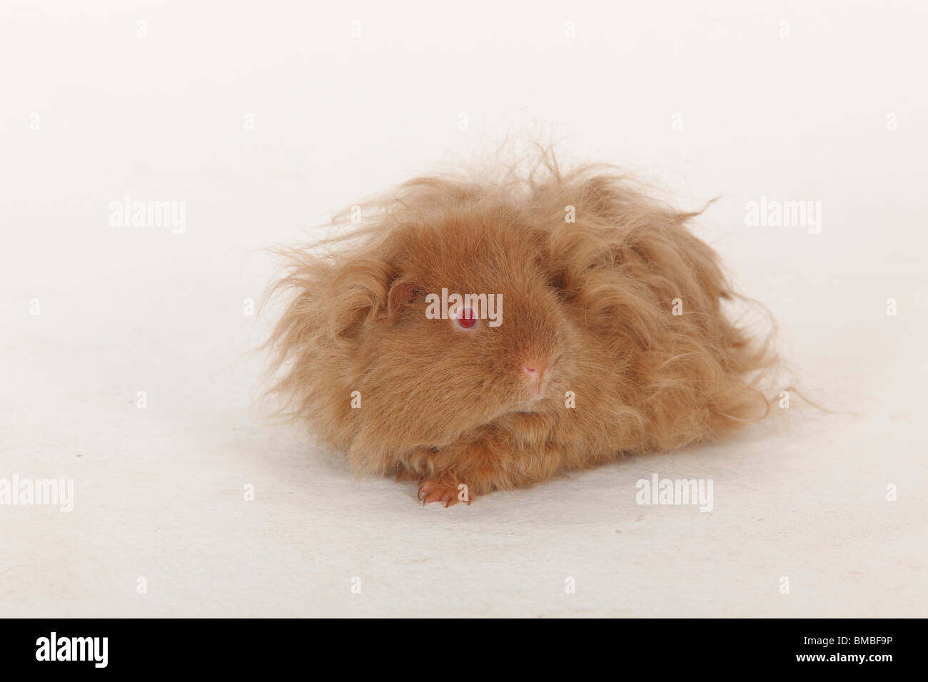 Lunkarya Guinea Pig, lilac p.e Stock Photo - Alamy