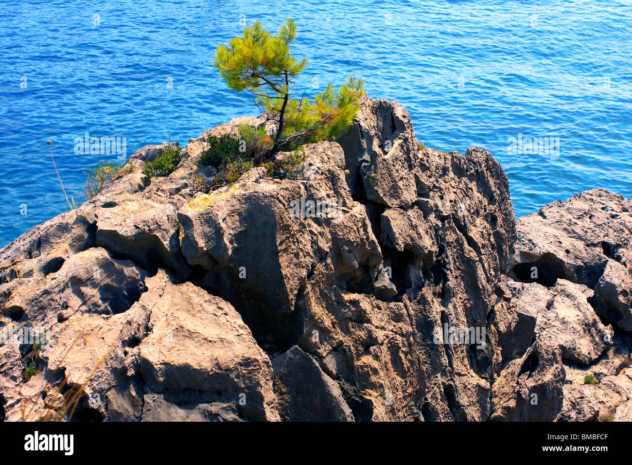 august-september 2008, tree in the rock Stock Photo - Alamy