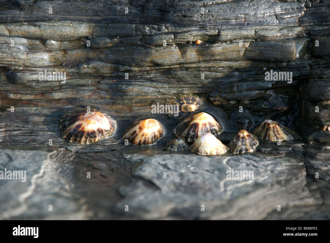 Group of limpet shells on rock, Devon, UK Stock Photo - Alamy