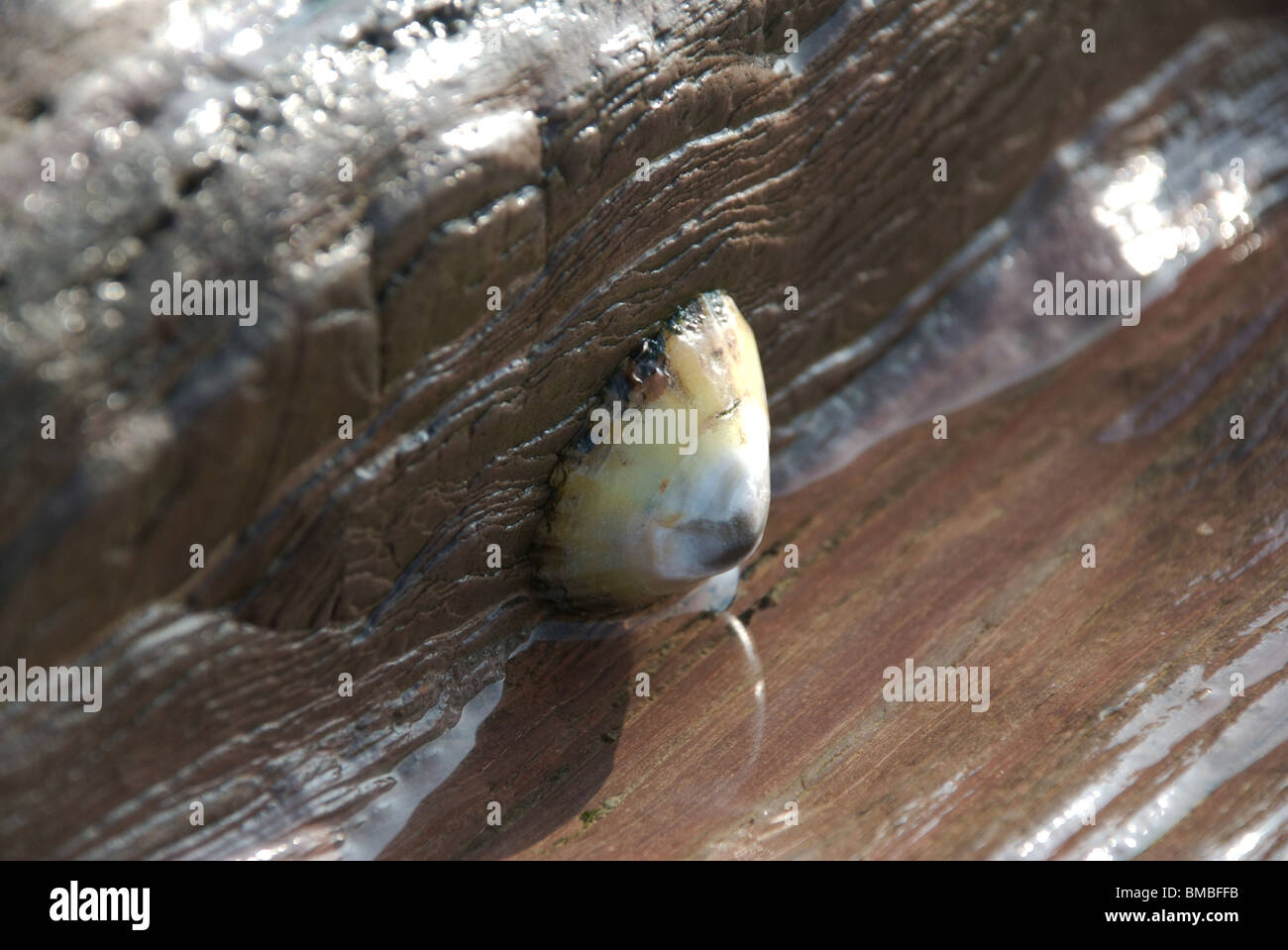 Limpet shell hi-res stock photography and images - Alamy
