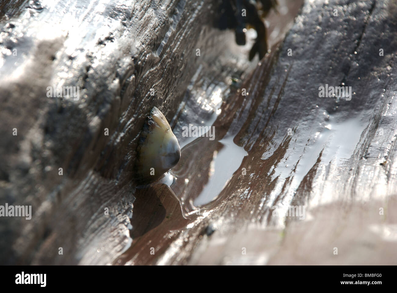 Limpet shell hi-res stock photography and images - Alamy